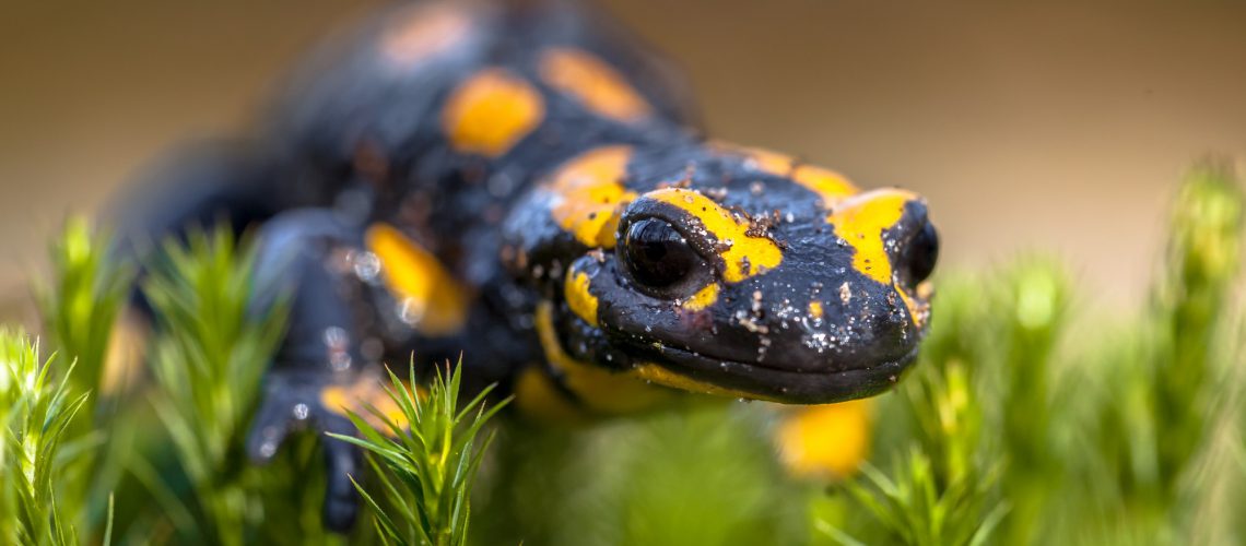 salamanders - Stichting WAG